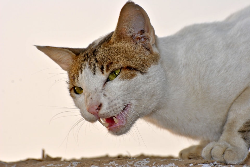 El lenguaje felino o comunicación del gato - Gato adoptado - Etología ...