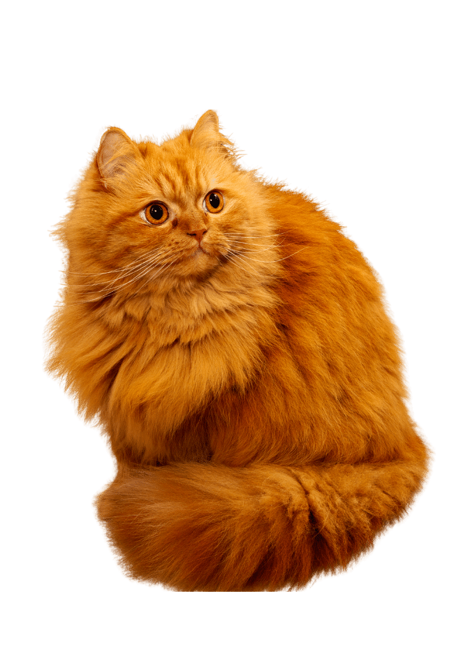 3 Razas de Gatos Naranjas Más Encantadoras y Populares - Gato adoptado ...